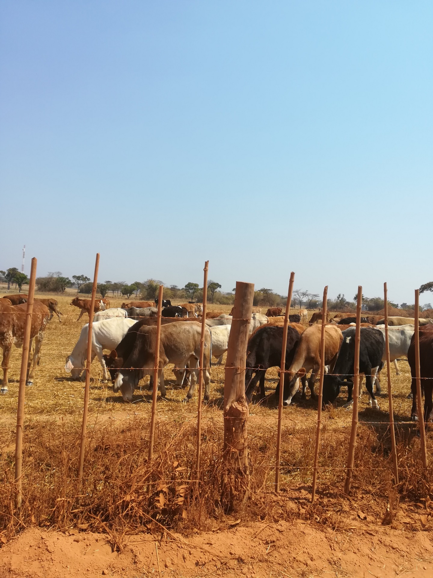 Praktik i Zambia :: Zambia-dk