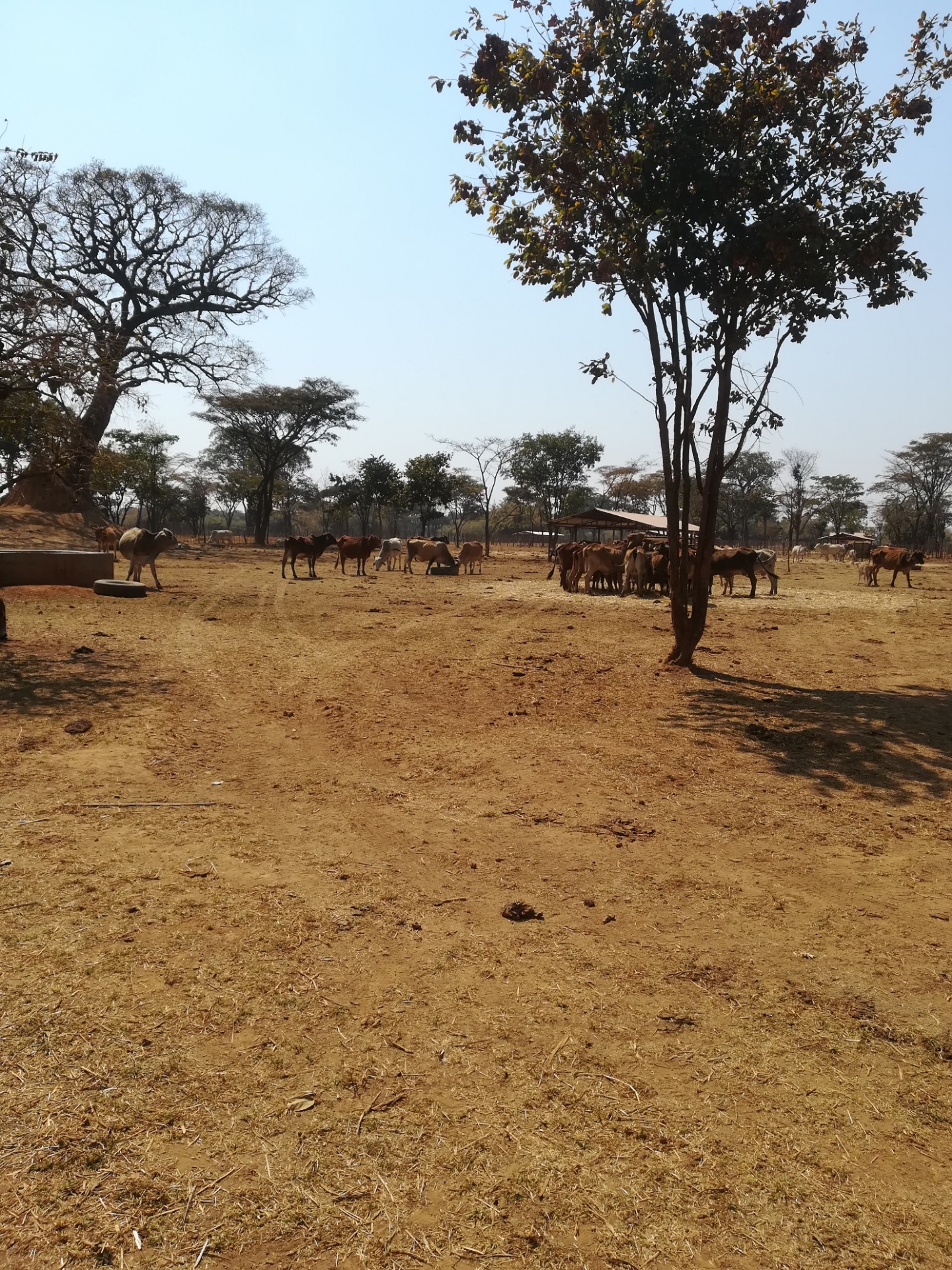 Praktik i Zambia :: Zambia-dk